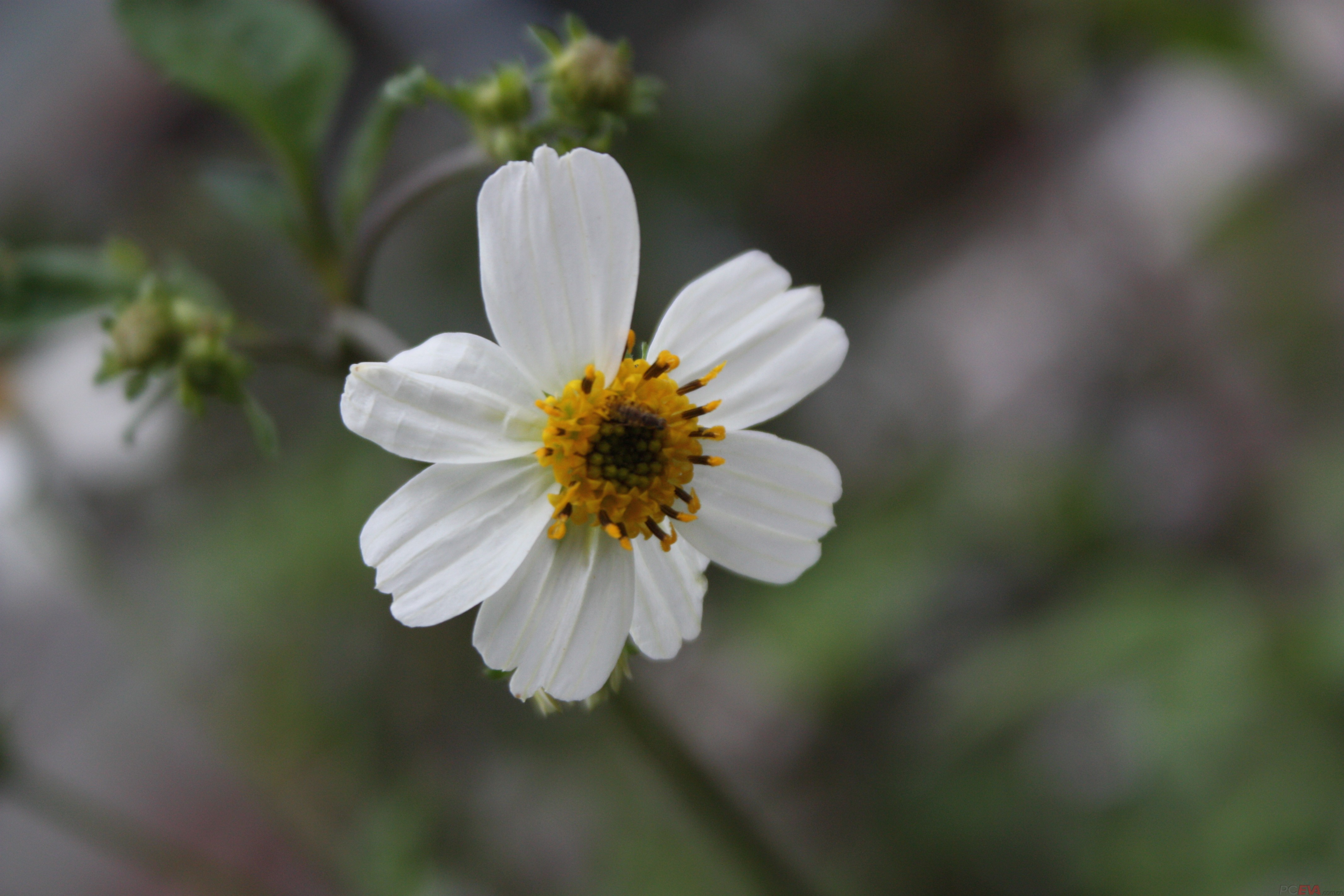 弄了个佳能单反求回血~_电脑知识论坛_PCEVA,PC绝对领域,探寻真正的电脑知识