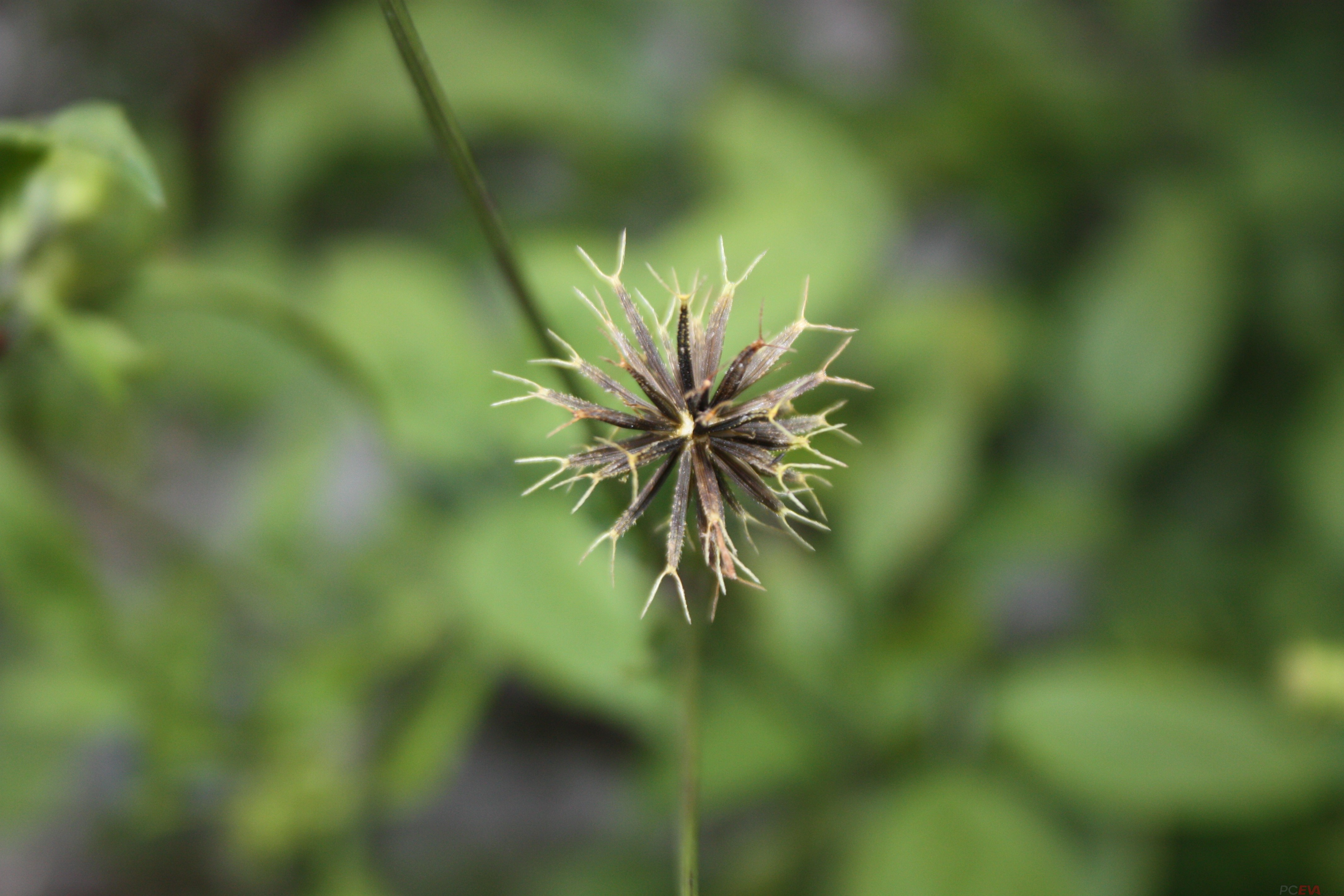 弄了个佳能单反求回血~_电脑知识论坛_PCEVA,PC绝对领域,探寻真正的电脑知识